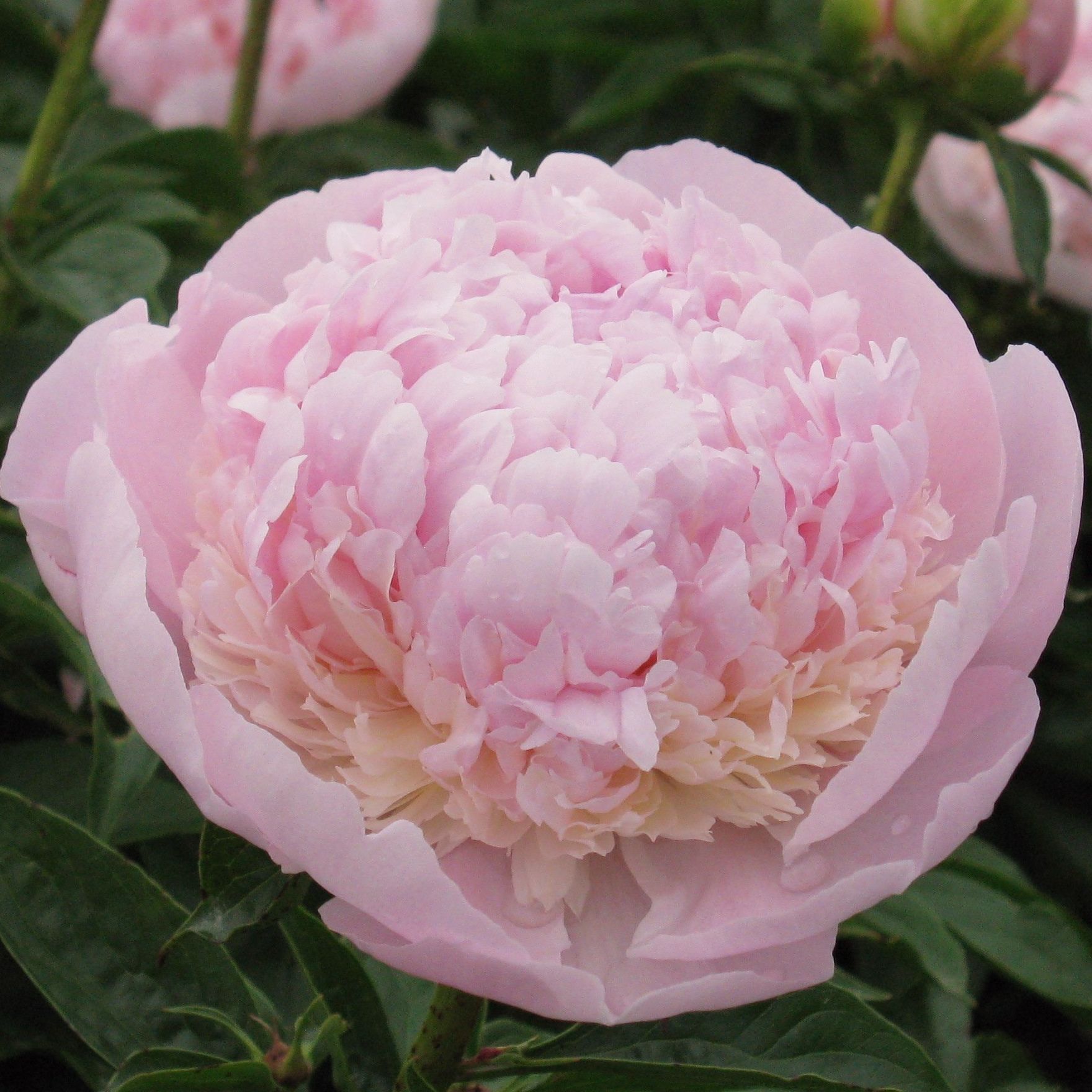Peony Farm - Varieties