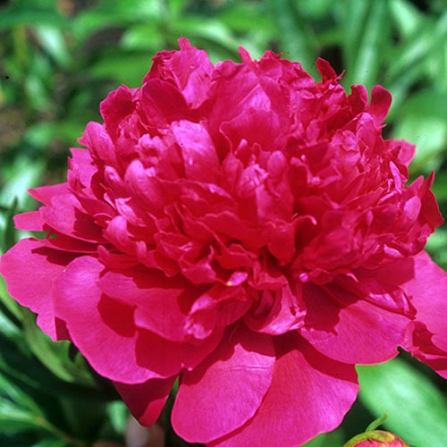 Peony Farm - Varieties