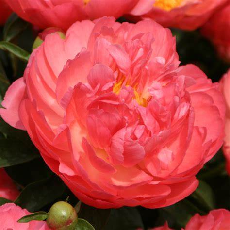 Peony Farm - Varieties