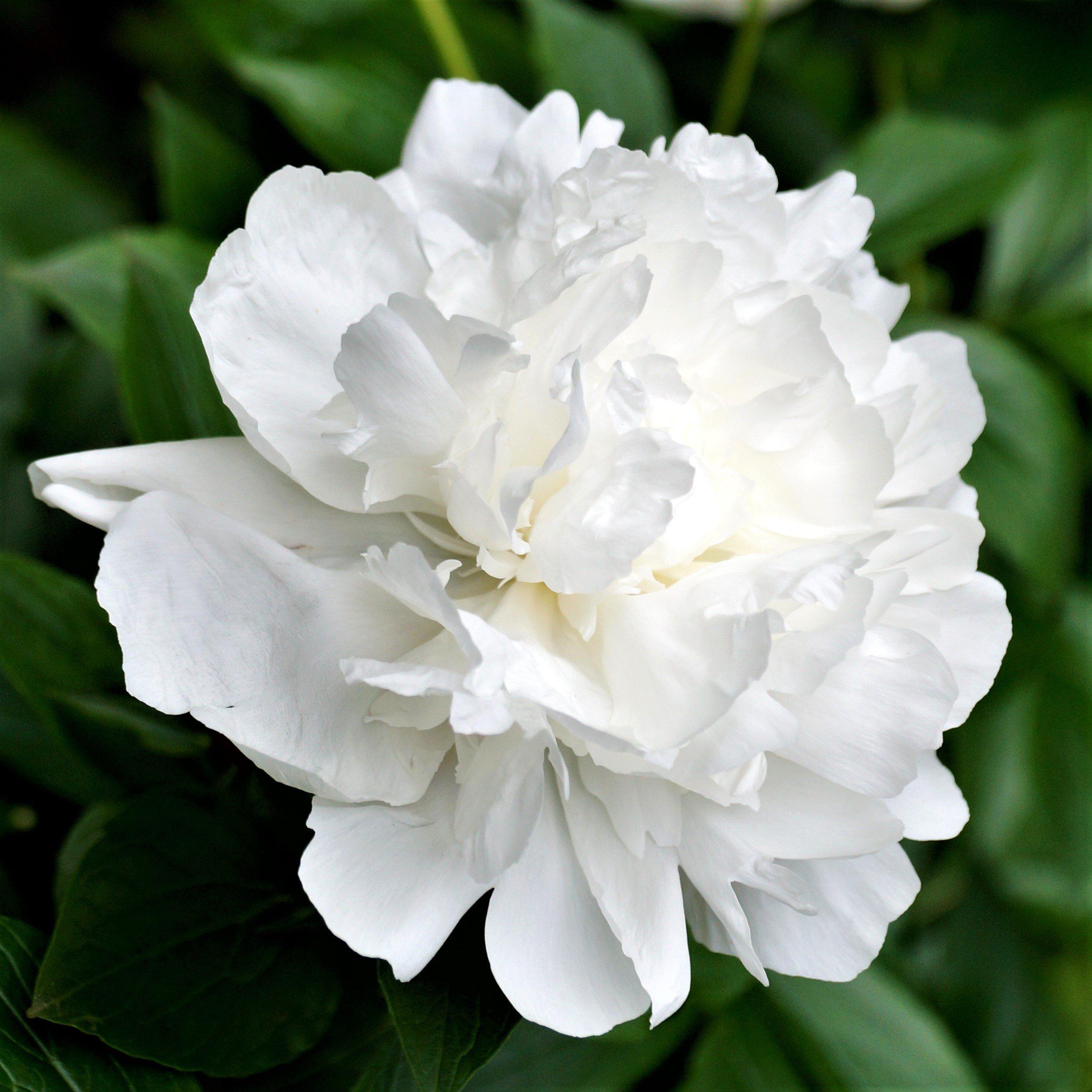 Peony Farm - Varieties