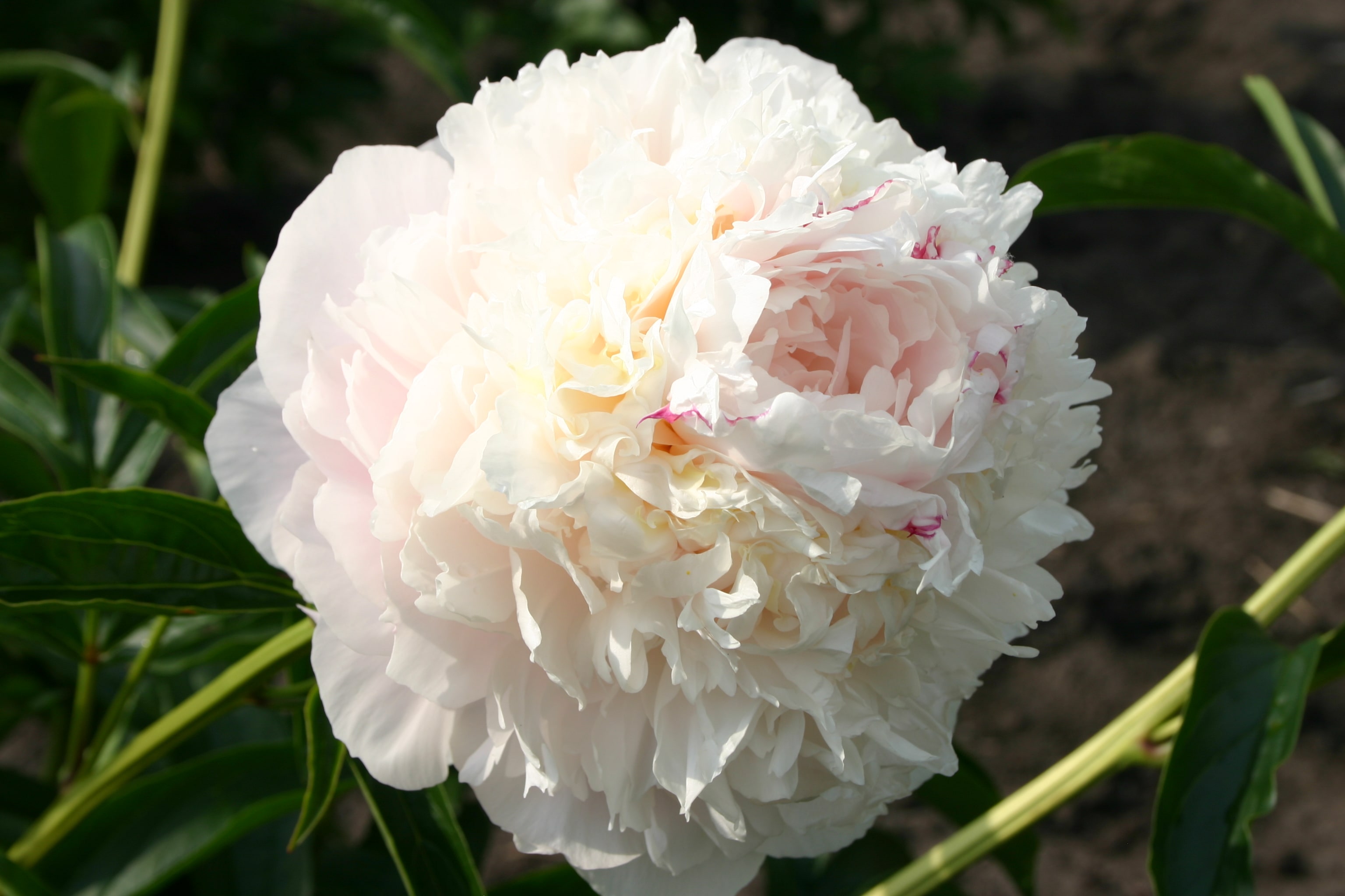 Peony Farm - Varieties